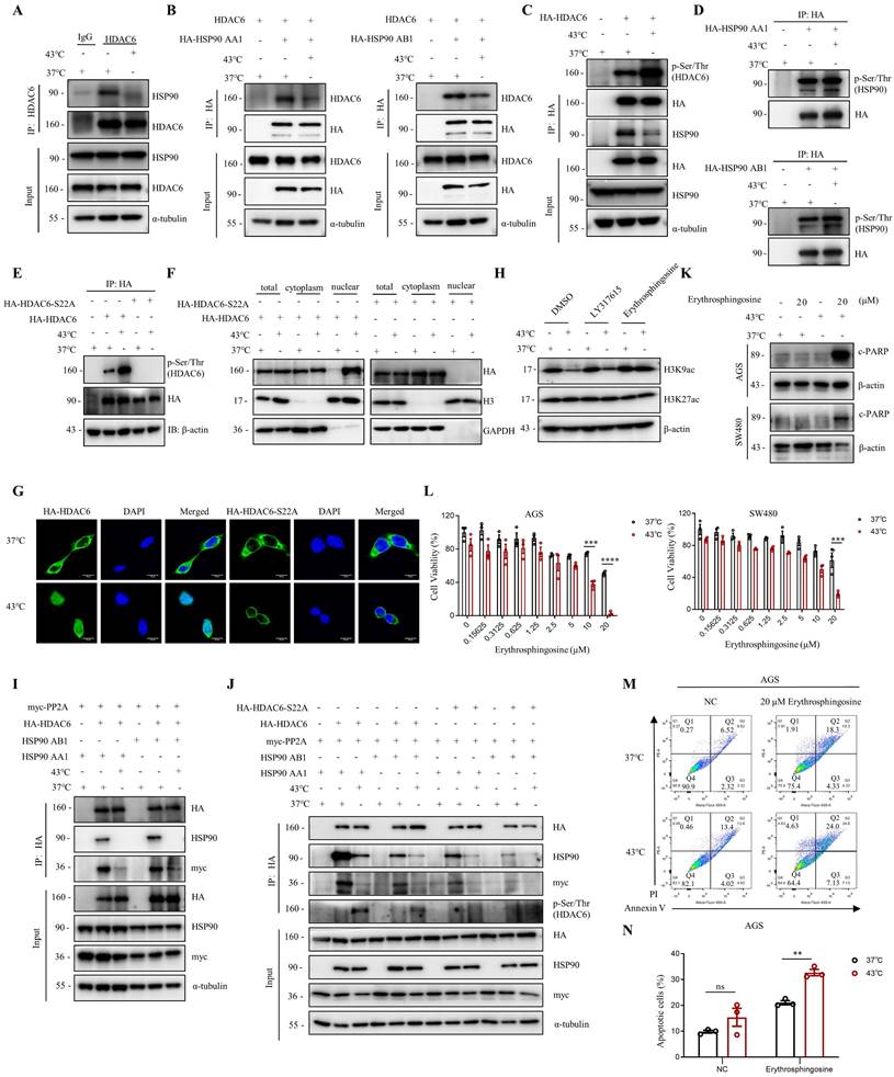 Inhibition of Heat Shock-Induced H3K9ac Reduction Sensitizes Cancer ...