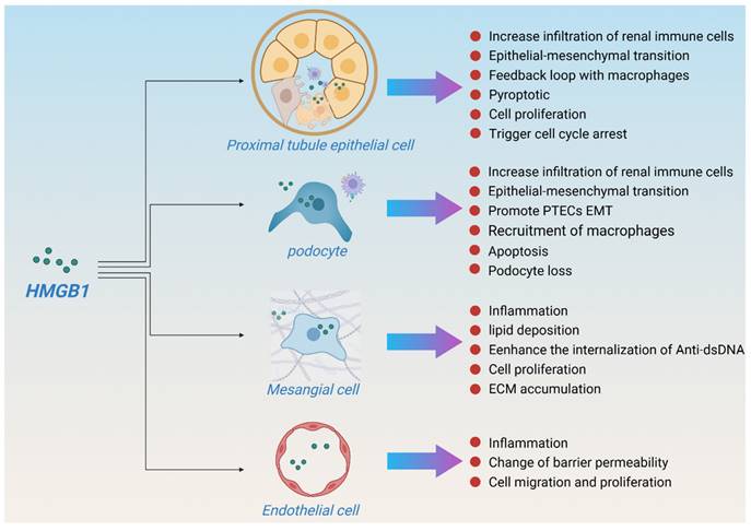 Targeting HMGB1: A Potential Therapeutic Strategy for Chronic Kidney ...
