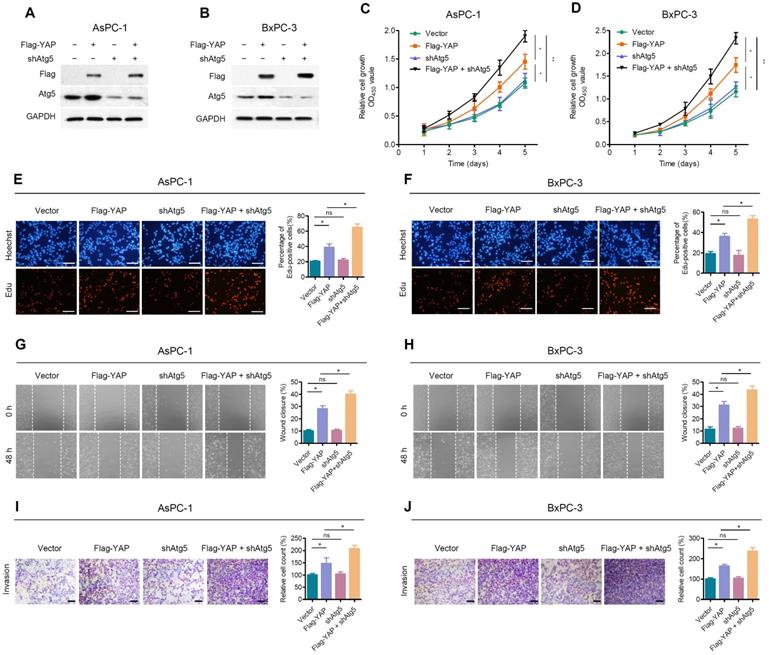 Autophagy-mediated negative feedback attenuates the oncogenic activity ...
