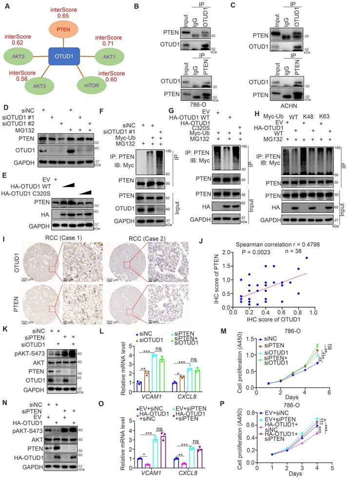 OTUD1 stabilizes PTEN to inhibit the PI3K/AKT and TNF-alpha/NF-kappaB ...