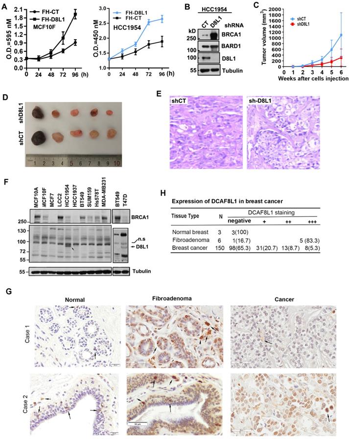 CRL4-DCAF8L1 Regulates BRCA1 and BARD1 Protein Stability