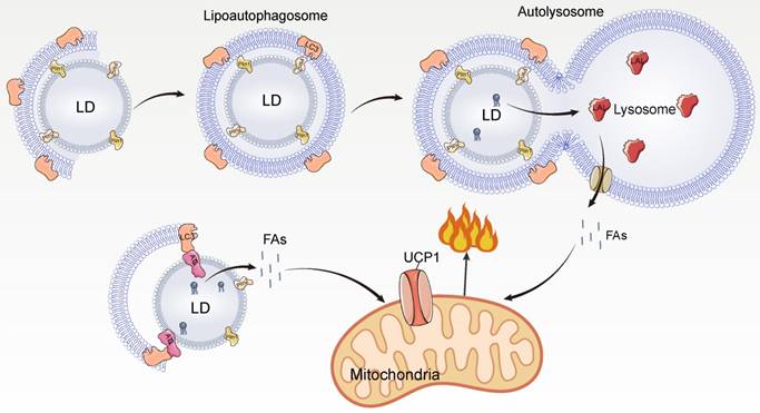 Lipid Droplets: A Cellular Organelle Vital for Thermogenesis