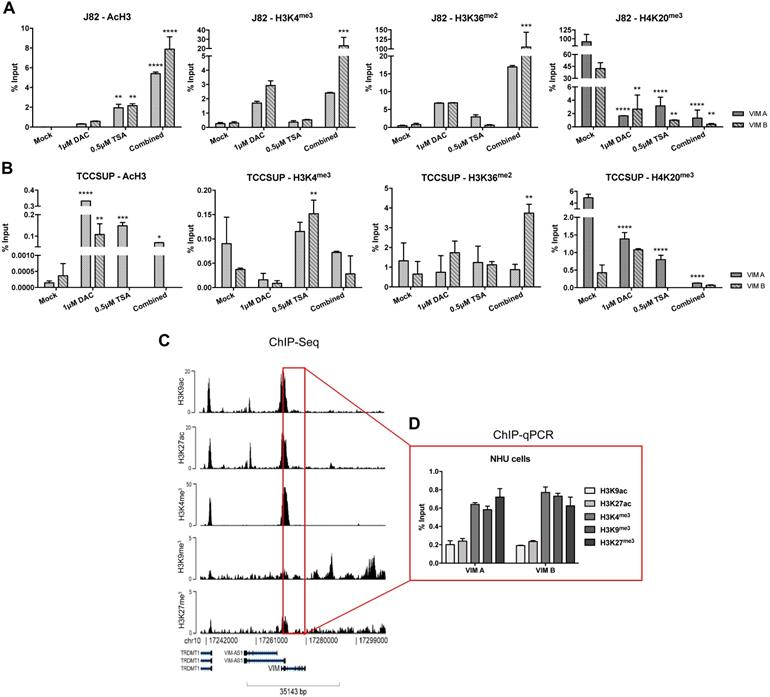 Vimentin epigenetic deregulation in Bladder Cancer associates with ...