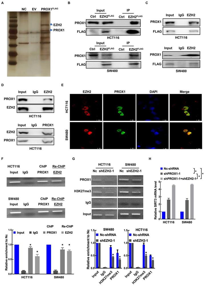 PROX1-mediated epigenetic silencing of SIRT3 contributes to ...