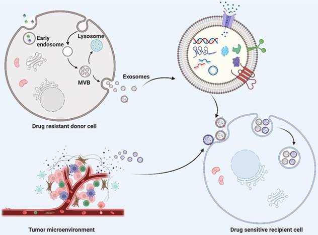 Exosomes in Genitourinary Cancers: Emerging Mediators of Drug ...