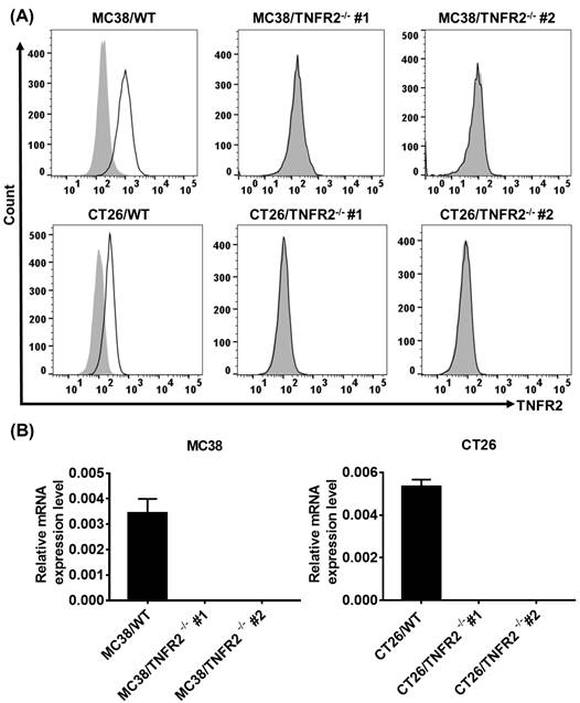 TNFR2 deficiency impairs the growth of mouse colon cancer
