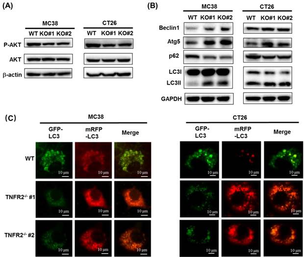 TNFR2 deficiency impairs the growth of mouse colon cancer