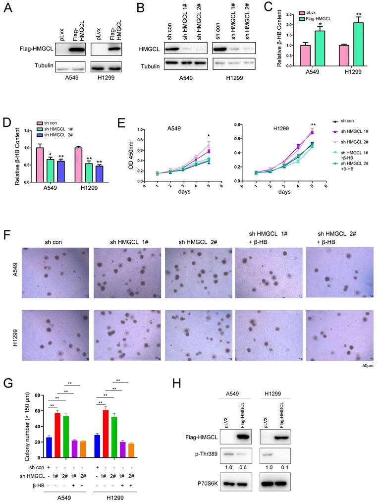 Phosphorylation by IKKβ Promotes the Degradation of HMGCL via NEDD4 in ...