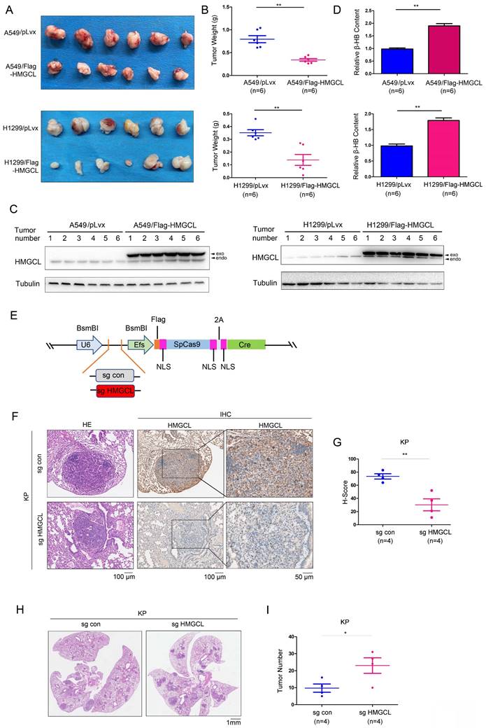 Phosphorylation by IKKβ Promotes the Degradation of HMGCL via NEDD4 in ...