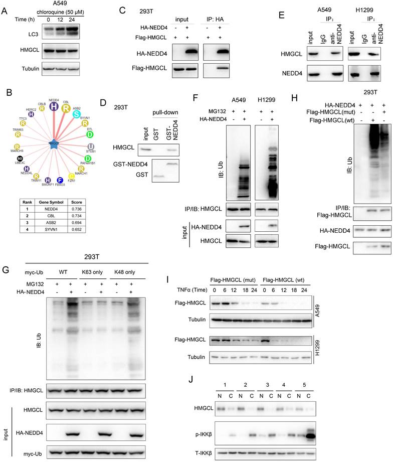 Phosphorylation by IKKβ Promotes the Degradation of HMGCL via NEDD4 in ...