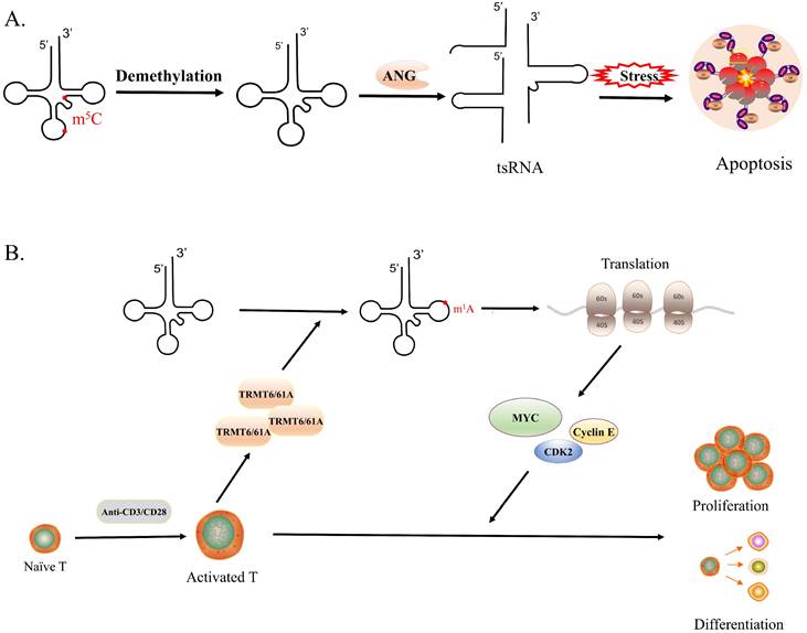 tRNA Modifications and Modifying Enzymes in Disease, the Potential ...