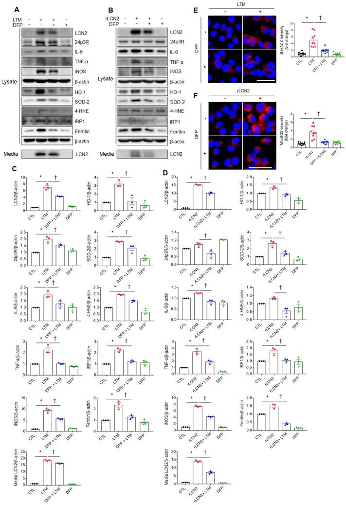 Lipocalin-2 promotes acute lung inflammation and oxidative stress by ...