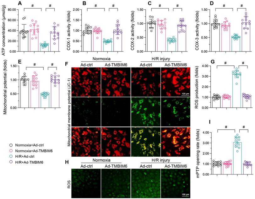 Transmembrane BAX inhibitor motif containing 6 suppresses presenilin-2 ...