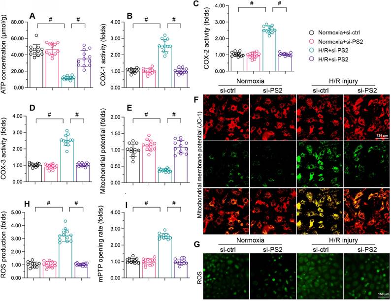 Transmembrane BAX inhibitor motif containing 6 suppresses presenilin-2 ...