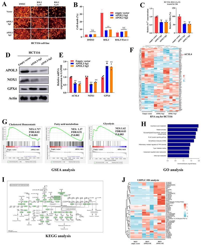 Apolipoprotein L3 enhances CD8+ T cell antitumor immunity of colorectal ...