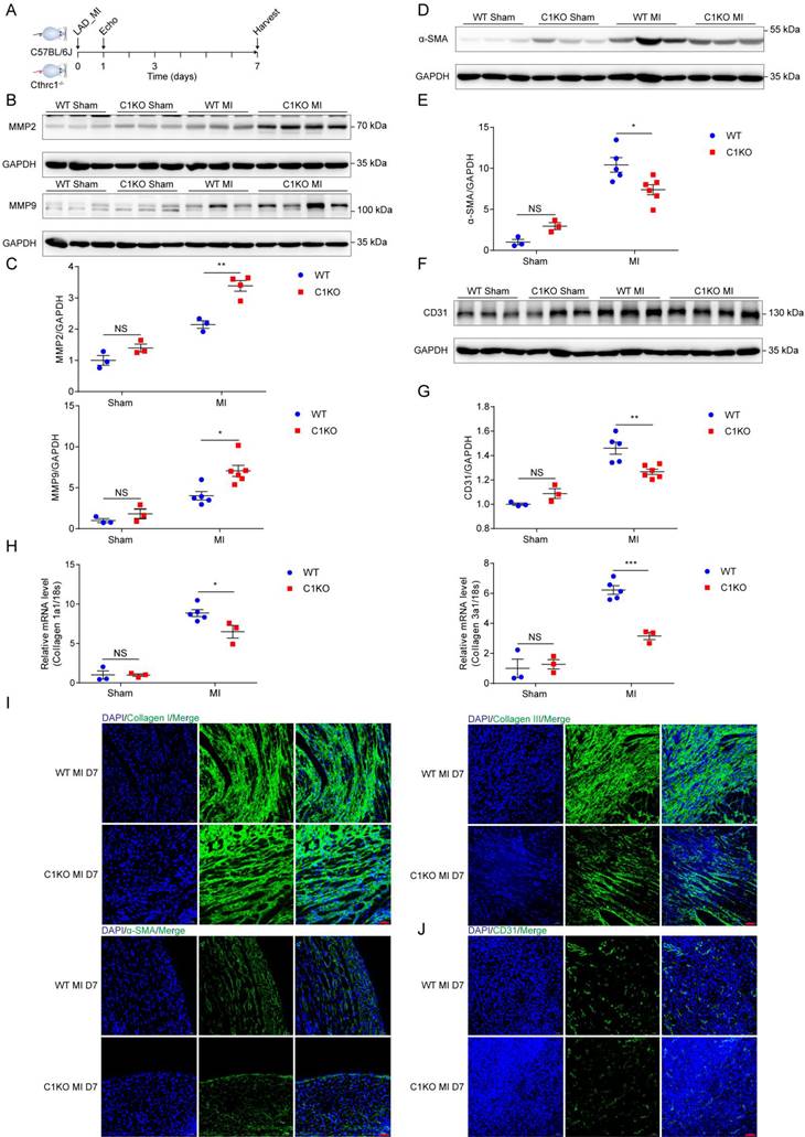 Cthrc1 deficiency aggravates wound healing and promotes cardiac rupture ...