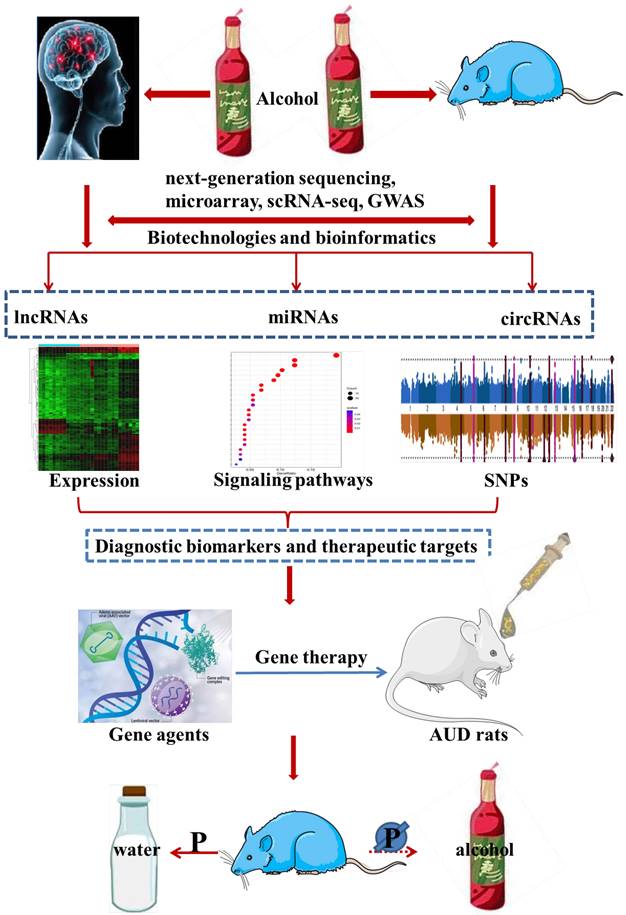 Functional roles, regulatory mechanisms and theranostics applications ...