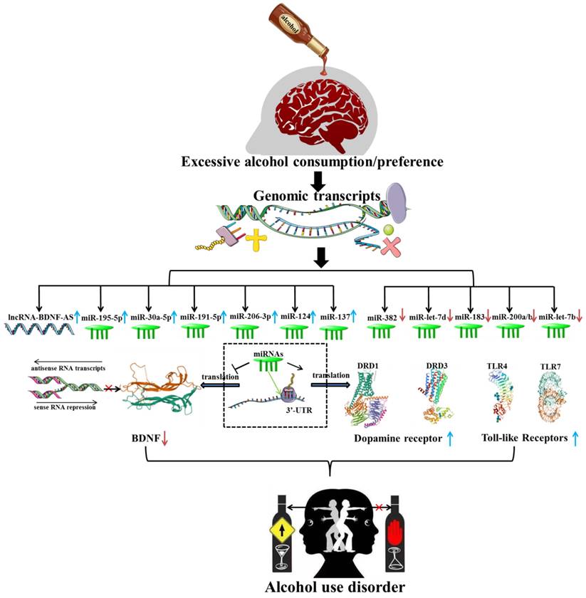Functional roles, regulatory mechanisms and theranostics applications ...