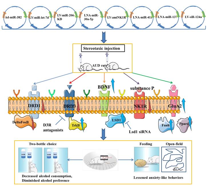 Functional roles, regulatory mechanisms and theranostics applications ...