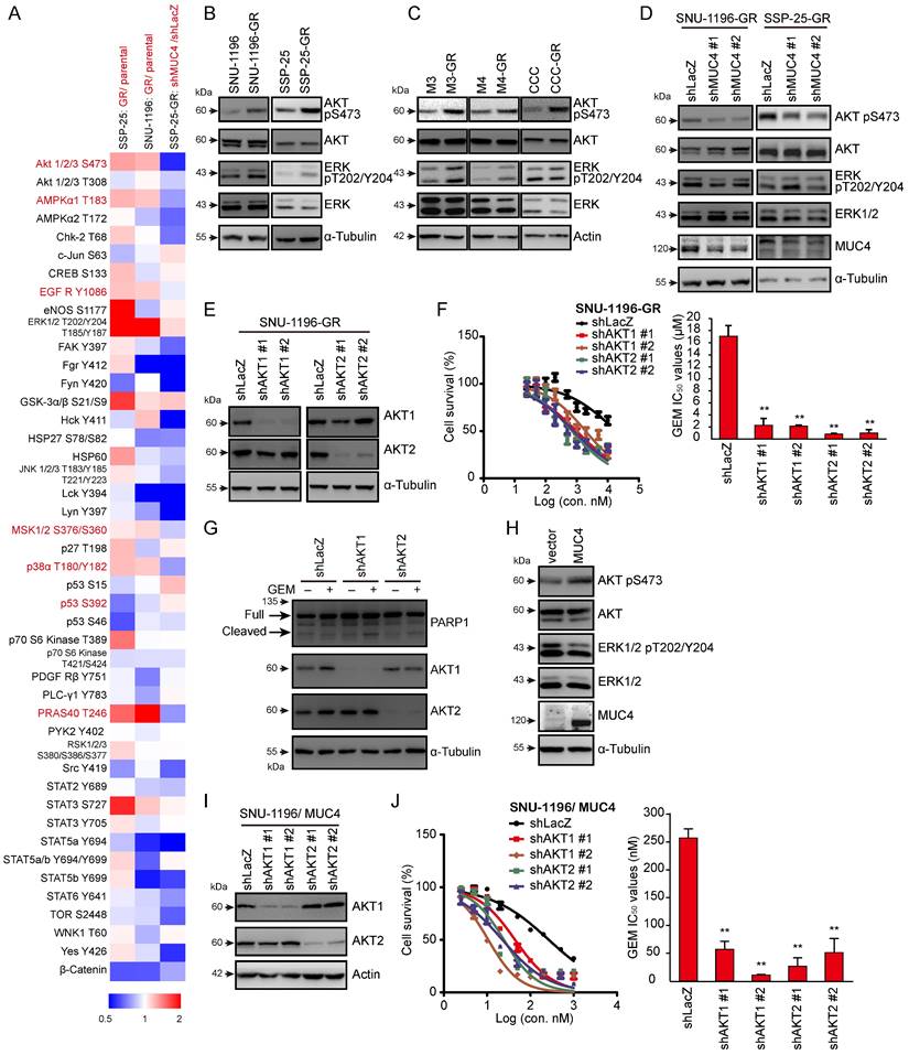 Mucin 4 Confers Gemcitabine Resistance and an Unfavorable Prognosis in ...