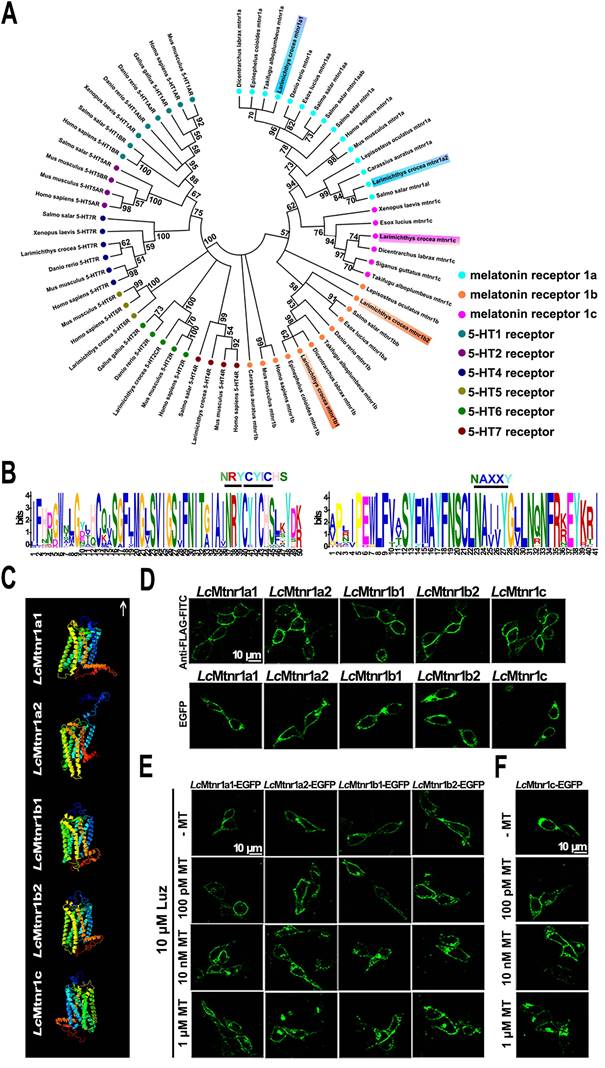 Melatonin modulates the hypothalamic-pituitary neuroendocrine axis to ...