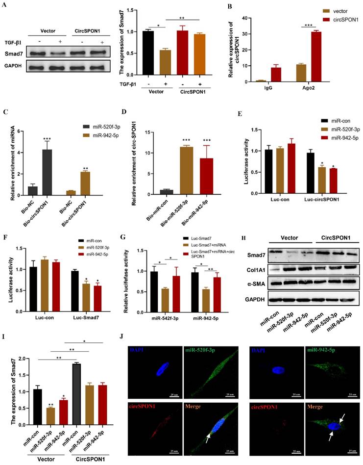 FOXO3 regulates Smad3 and Smad7 through SPON1 circular RNA to inhibit ...