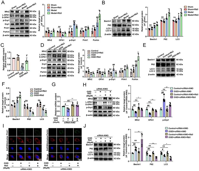 Inhibition of KMO Ameliorates Myocardial Ischemia Injury via ...