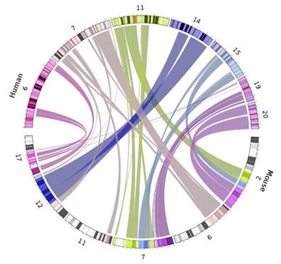 Imprinted Genes: Genomic Conservation, Transcriptomic Dynamics and ...