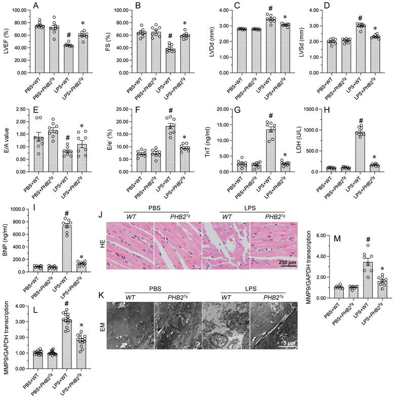 Pgam5-mediated PHB2 dephosphorylation contributes to endotoxemia ...