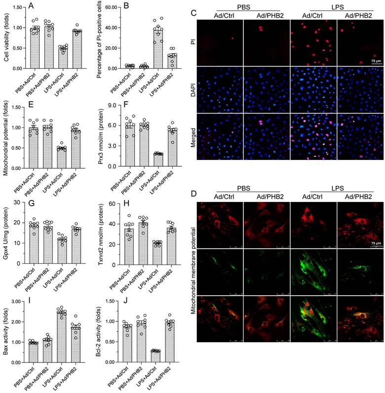 Pgam5-mediated PHB2 dephosphorylation contributes to endotoxemia ...
