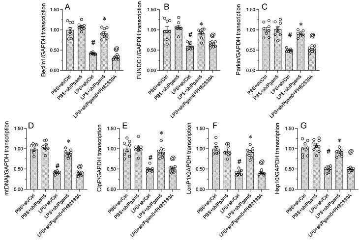 Pgam5-mediated PHB2 dephosphorylation contributes to endotoxemia ...