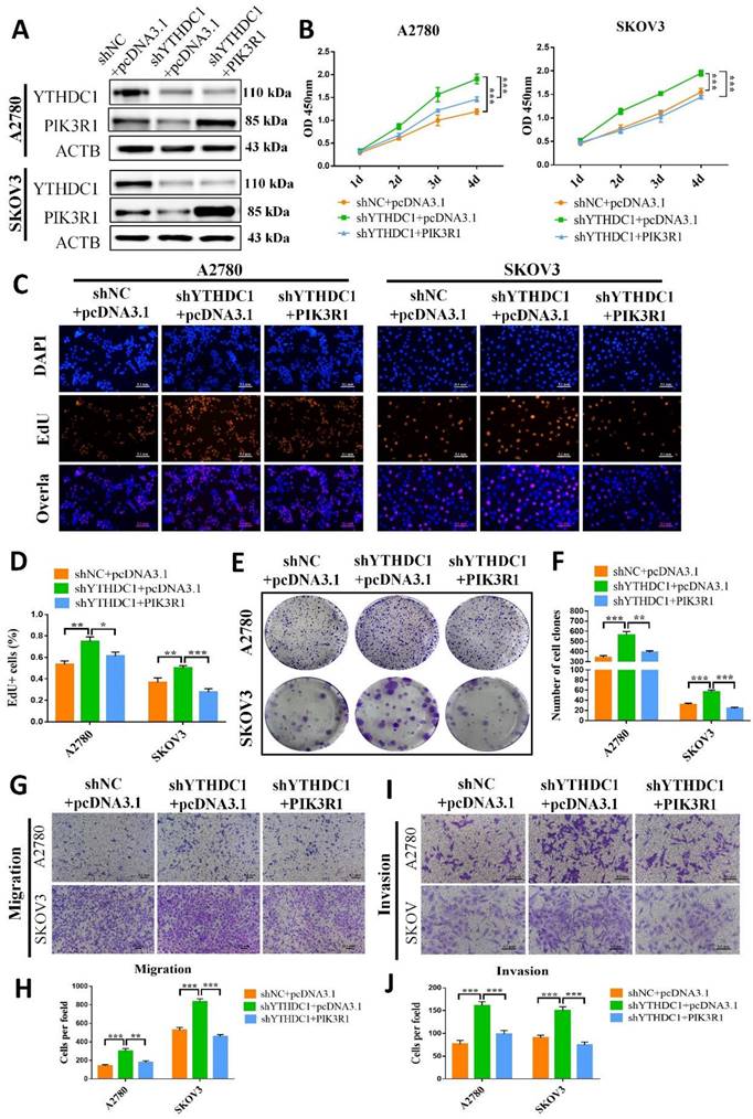 Low expression of m6A reader YTHDC1 promotes progression of ovarian ...