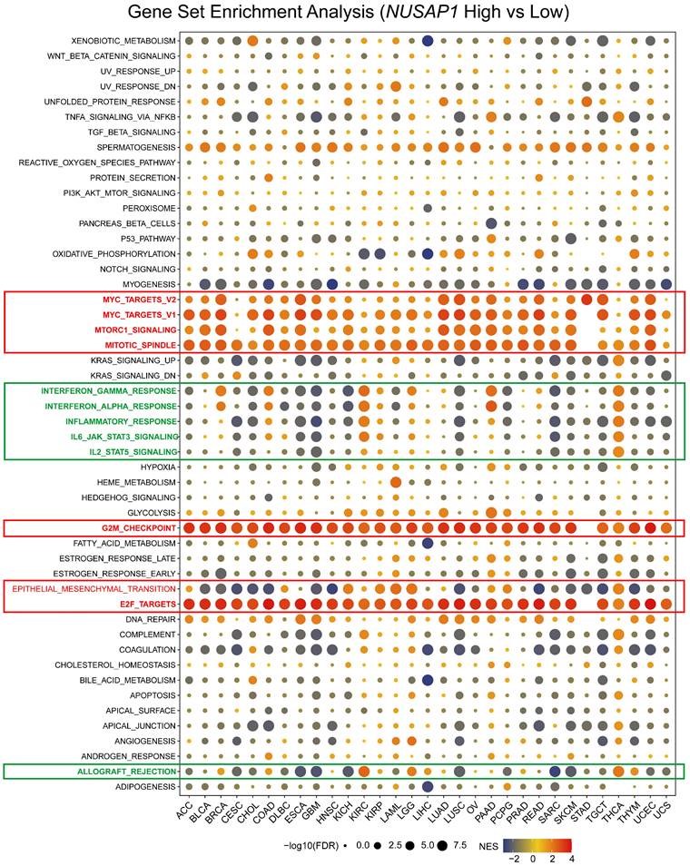 Comprehensive pan-cancer analysis reveals NUSAP1 is a novel predictive biomarker for prognosis ...