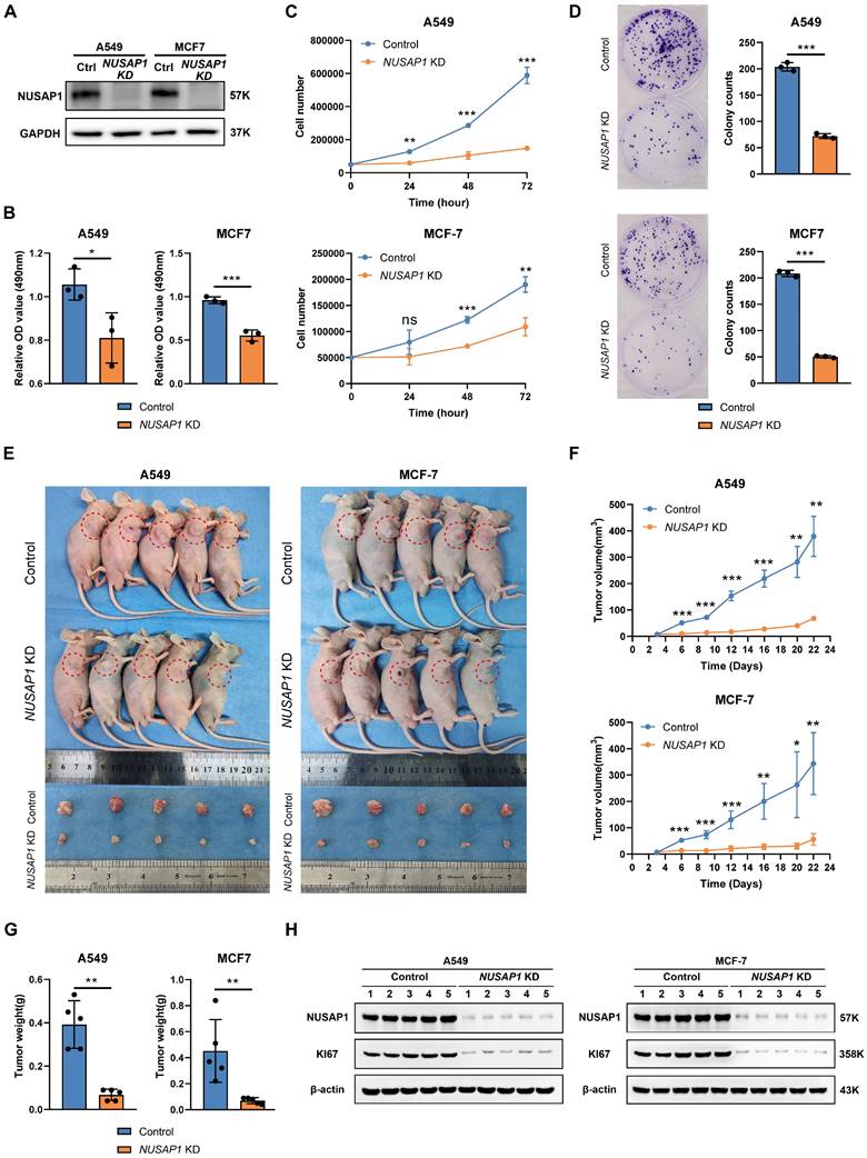 Comprehensive pan-cancer analysis reveals NUSAP1 is a novel predictive biomarker for prognosis ...